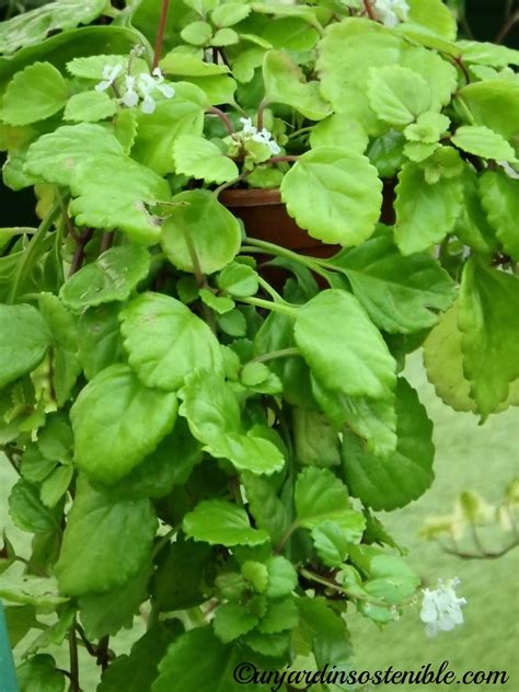 Plectranthus Verticillatus Planta Del Dinero