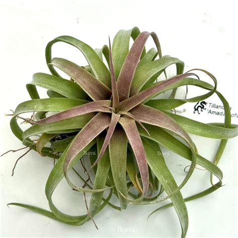Promo Tillandsia Amada Dofitas Bumi Air Plant Tanaman Udara Kab Mojokerto Bumi Orchids
