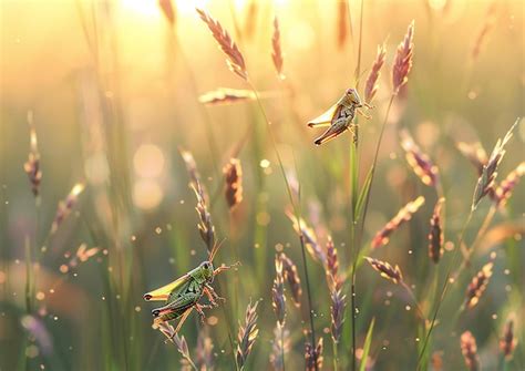 Premium Photo A Grasshopper Is Sitting In The Grass With The Sun Behind It