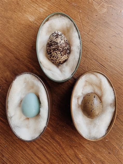 Button Quail Egg Display Egg Keepsake Natural Display Curiosities Unusual T Tin Display