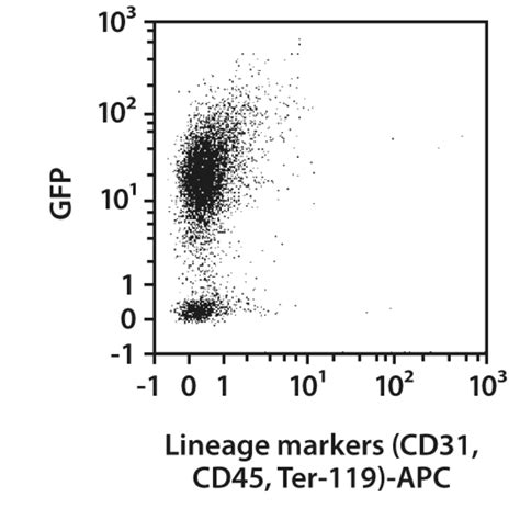 Tumor Cells Mouse Miltenyi Biotec Australia