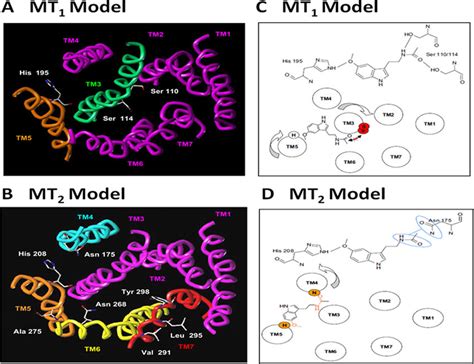 Mt 1 And Mt 2 Melatonin Receptor 3 Dimensional Models And Putative Mode Download Scientific