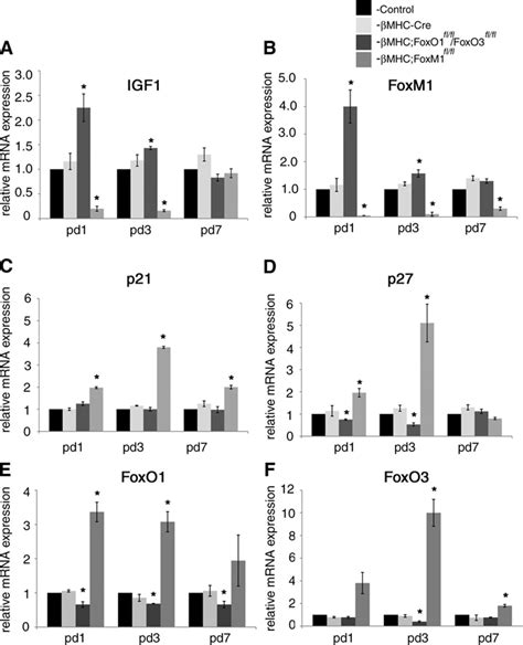 Foxo1 And Foxm1 Transcription Factors Have Antagonistic Functions In