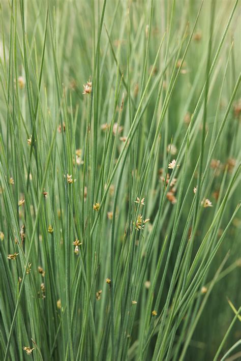 Colorgrass® Blue Dart Juncus Tenuis Blue Dart Monrovia Plant