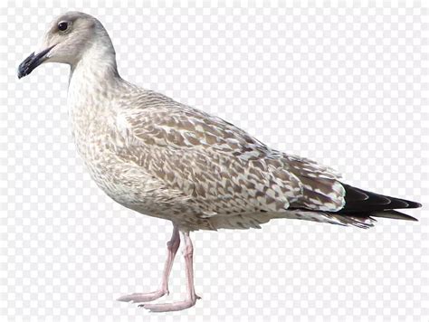 放飞鸽子素材png图片素材下载图片编号7350333 Png素材网