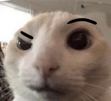 Cute White Cat With Black Eyes Мемы животные Мемные котики Мемы с
