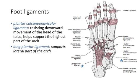 Foot Ankle Anatomy By Fatemeh Javadi Bones Calcaneus