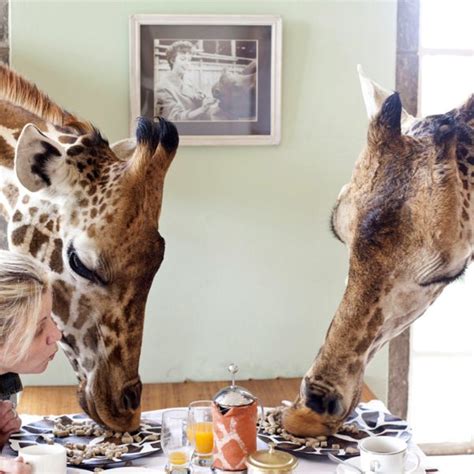 Breakfast With Giraffe Best Kenya Safari Experiences Art Of Safari