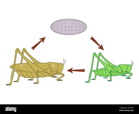 Grasshopper Cricket Insect Metamorphosis Stage Egg Nymph Adult Stage Phase Arthropod Bug Pest