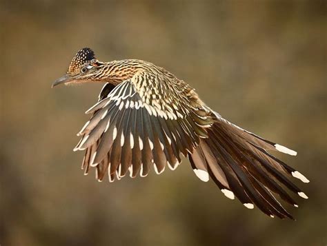 Road Runner Flying Roadrunner Flying Roadrunner Wings Wildlife
