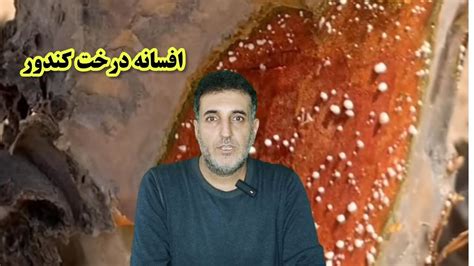 کندور،افسانه درخت کندور Youtube