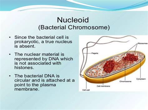 Bacteria Class 9 Science Pptx