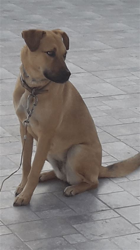 זאב בלגי למסירה באלעד 20 שח מודעה 134798 כלבים לוח חיות מחמד הומלס