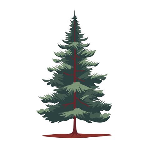 Premium Vector A Conifer Tree Isolated On White Background