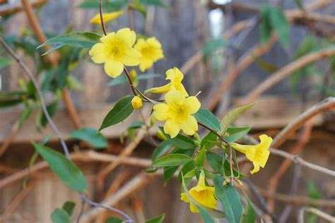 21 Of The Best Native Vines For Your Landscape Gardeners Path