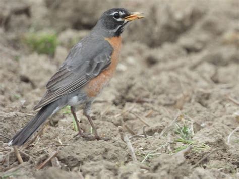 American Robin Molting A Fascinating Transformation