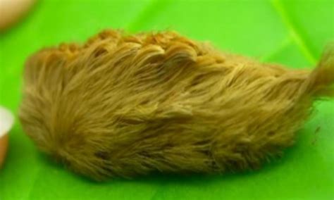 “they Thought It Was Just A Fluffy Bug—but What This Strange Creature