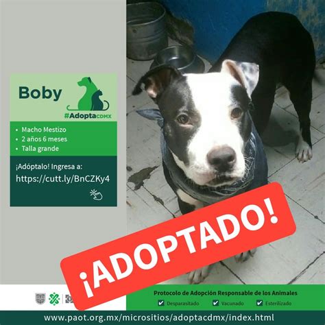 ¡boby Ya Fue Adoptado 🤗 Muchas Gracias A Todas Y Todos Por Compartir