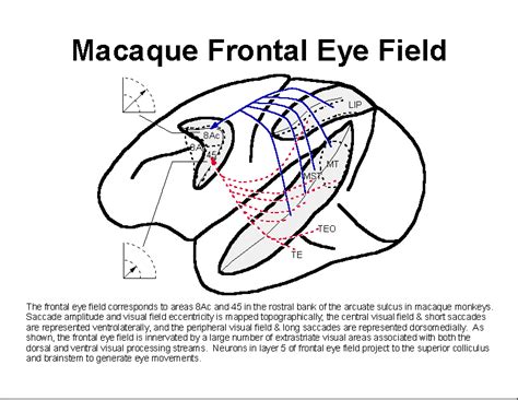 Eye Movements