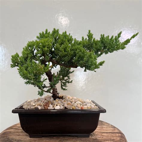 Juniper Sunshine Bonsai Plants And Ts
