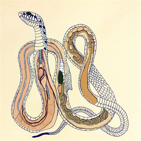 Snake Anatomy Poster At Odessa Mercer Blog