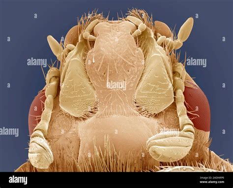 Rose Chafer Beetle Coloured Scanning Electron Micrograph Sem Of A Rose Chafer Beetle