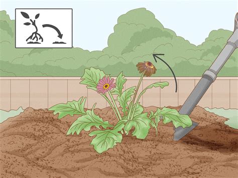How To Care For A Gerbera Daisy 15 Steps With Pictures