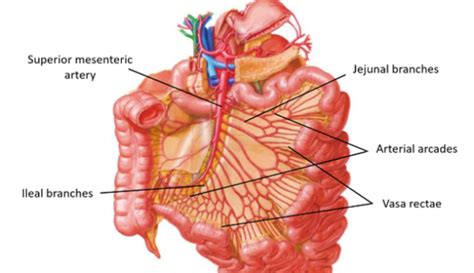Jejunum And Ileum Anatomy Qa