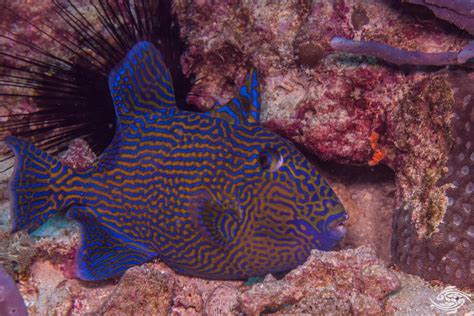 Triggerfish Species