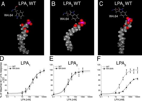 Models Of The Receptor Ligand Complex And The Effect Of Mutation In Tm4 Download Scientific