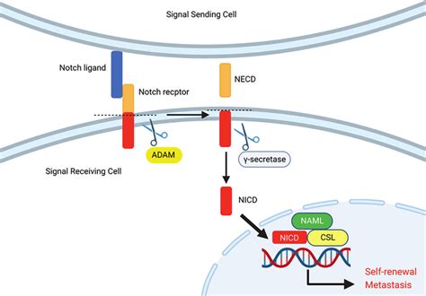 Brief Diagram Of The Canonical Notch Signalling Pathway This Figure