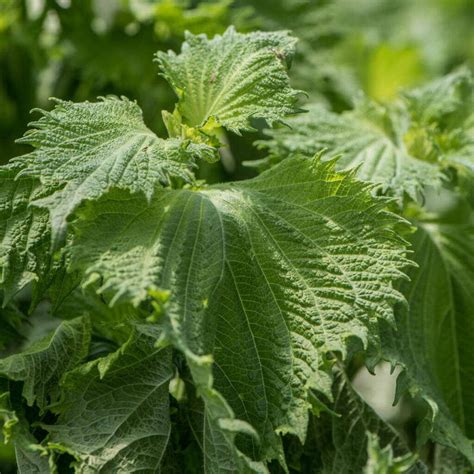 Grüner Shiso Ao Shiso Samen Kaufen Perilla Frutescens