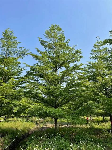 小叶榄仁 花瓣网