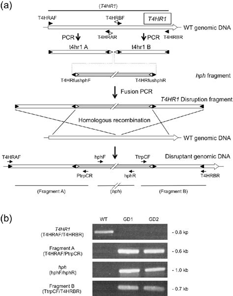 Targeted Disruption Of T4hr1 A Strategy Of Targeted Disruption