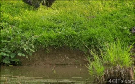 10 Animals Whose Sex Rituals Make You So Glad Youre Human Never