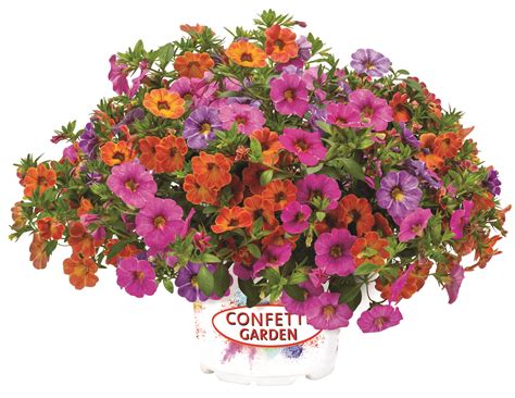 Confetti Garden At Jimmie Mireles Blog