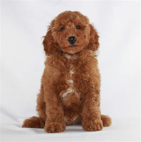 Red Toy Poodle Puppies