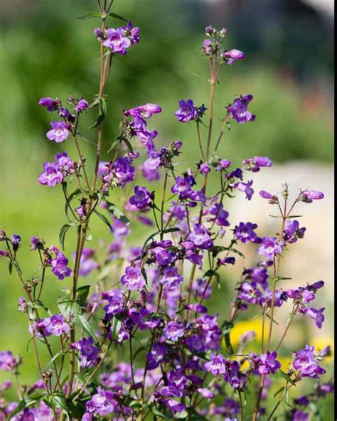 Rock Candy Blue Penstemon Order Online Treeland Nursery