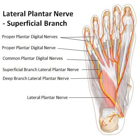 Physioosteobook Lateral Plantar Nerve Entrapment ⠀ The
