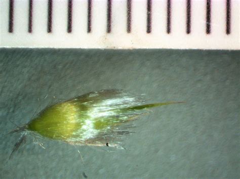 Short Wallaby Grass Grasslands