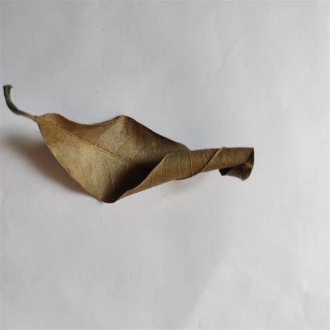 Mango Object Detection Dataset By Object Detection