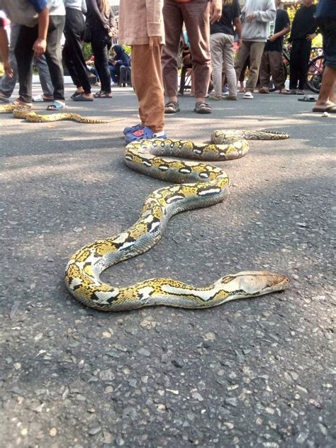 Pythons Or Large Python Are In The Crowd Of City Citizens Stock Photo Image Of Citizens Crowd