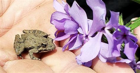 Frogo Album On Imgur