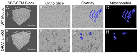 新视角揭示细胞器的独特形态特征 3d 可视化 知乎