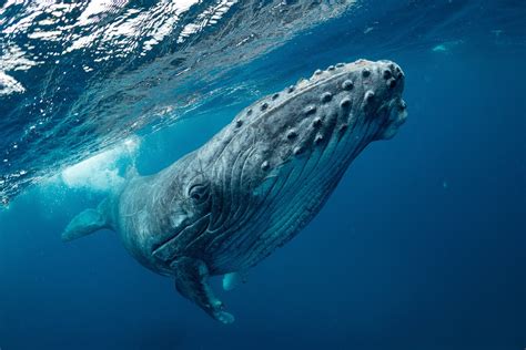 Fact File Humpback Whale Megaptera Novaeangliae Australian Geographic