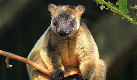 Unique Animals In Australia Unique Australian Animals And Where To