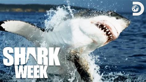Blonde Shark Week