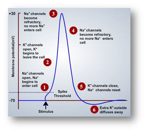 Membrane Potential As Time Passes In An Action Potential Medical