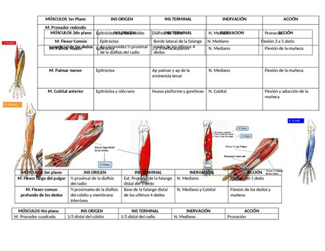 Musculos Del Antebrazo Apuntes De Anatomía Docsity