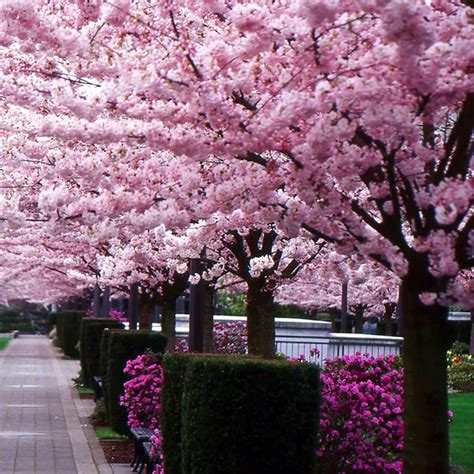 Akebono Cherry Tree For Sale The Tree Center